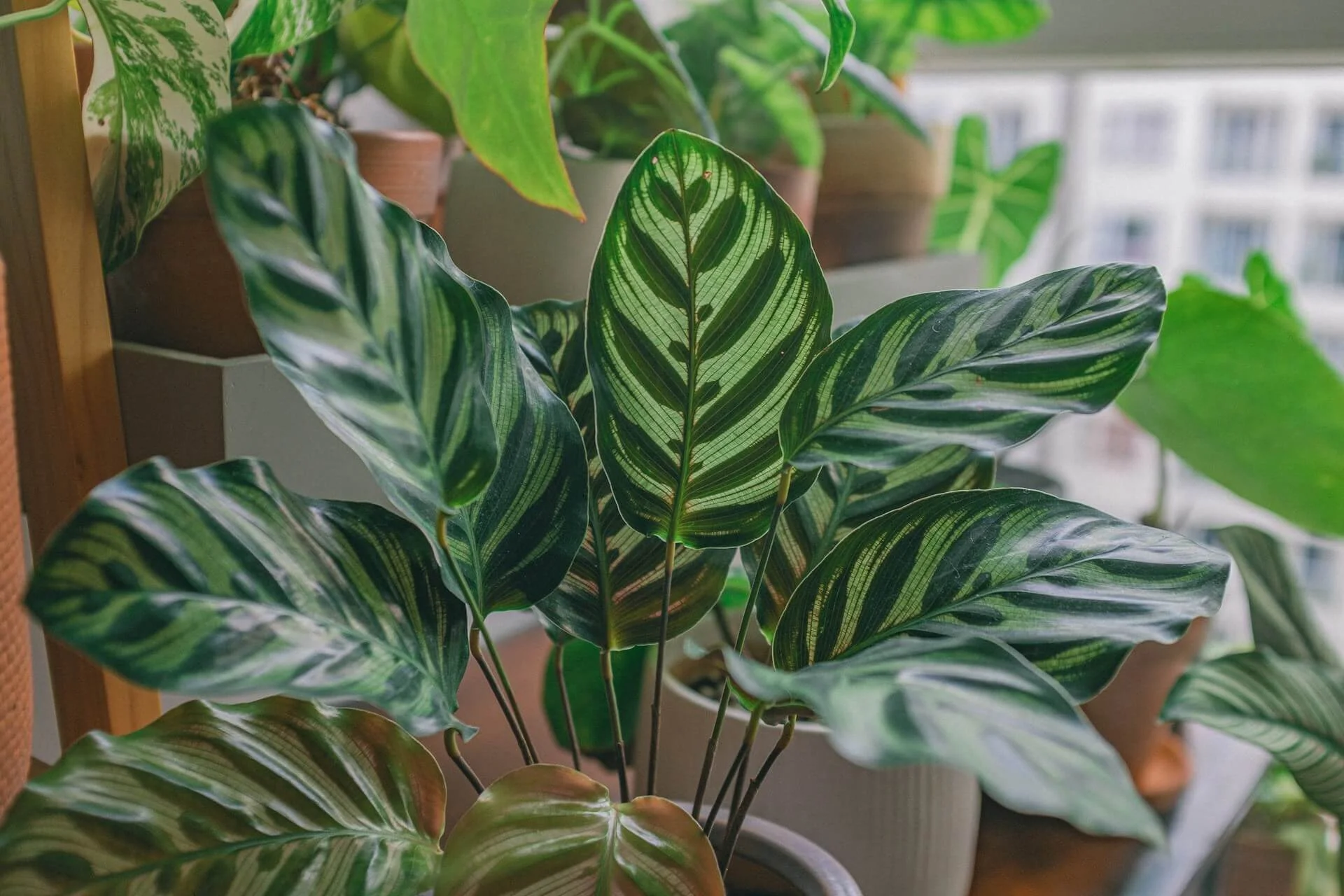 Lemon Lime Prayer Plant: Easy Care for Beginners