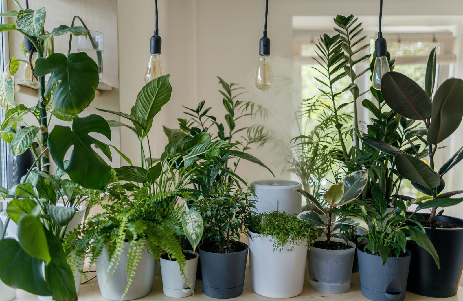 Top 10 Indoor Plants for Your Home (2026) | ZonedGarden